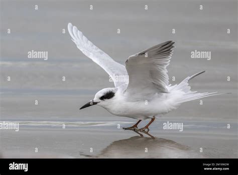 Forster S Tern Sterna Forsteri In Flight Coming In To Land On Sandy Beach Winter Stock Photo