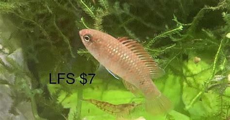Scarlet Badis Dario Album On Imgur