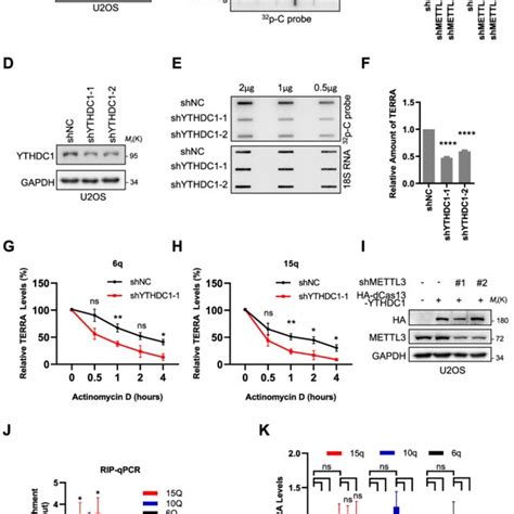 Ythdc1 Protects M 6 A Modified Terra A Western Blot Analysis Of The