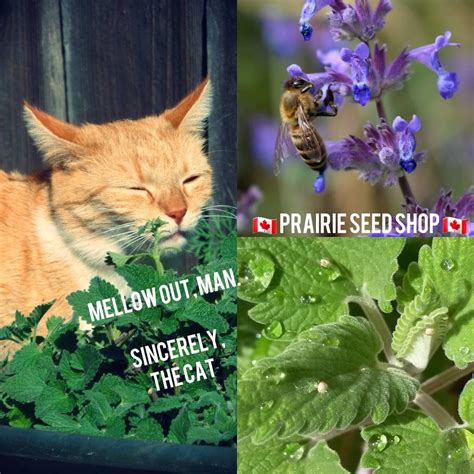 Grow Your Own Catnip Purple Flowering Perennial Nepeta Cataria Herb