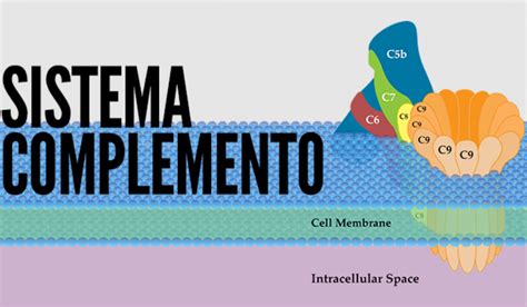 Sistema Complemento Ativação Regulação E Distúrbios