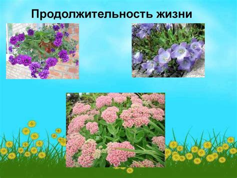 Покрытосеменные растения 5 класс презентация онлайн