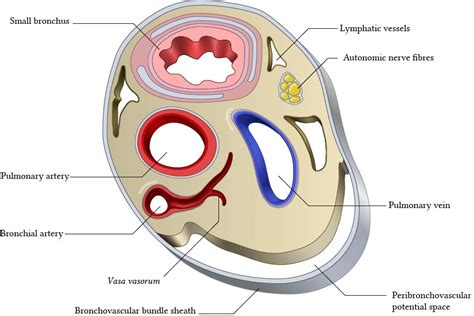 Anatomy Of The Pulmonary And Bronchial Circulation 2022