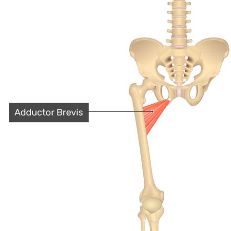 Adductor Brevis Muscle