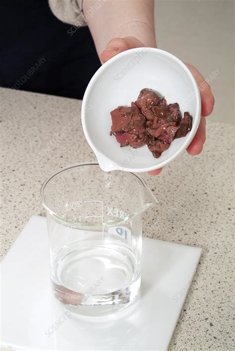 Catalase Enzyme Experiment Stock Image C024 5735 Science Photo Library