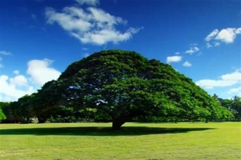 この木なんの木のテレビCMでお馴染みの日立の樹に日立は毎年4 500万円払っていた