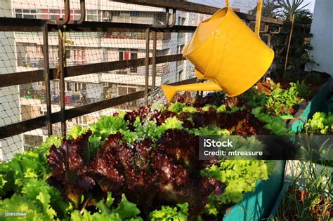 빨간색과 녹색 산호 양상추 잎 롤로 비오나 비둘기 안티 버드 그물로 채소 밭 침대를 올려 전경에 초점을 맞춘 인식 할 수없는 정원사 이 가정 생활에 대한 스톡 사진 및 기타