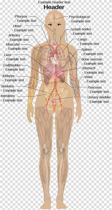 Diagram Of Female Body Organs Organs Chart Anatomical Woman