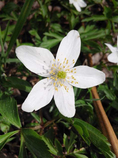 Wood Anemone Sheffield Woodland Connections