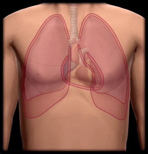 Label The Structures Of The Thoracic Cavity Diagram Quizlet