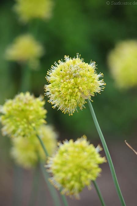 Allium Obliquum Samen Kaufen Saatgut Scharfer Gelblauch Russischer