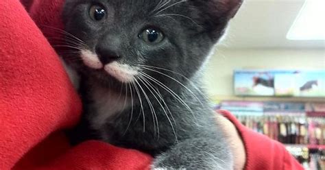 His Moustache Makes Him Look Distinguished May I Present Walter Imgur