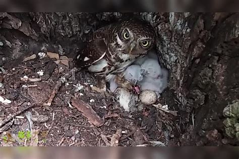 猫头鹰妈妈抓回一只斑文鸟喂雏鸟，宝宝们都吃饱了