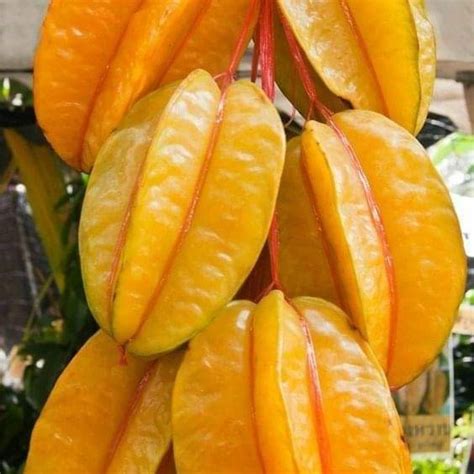 Star Fruit Bwebajja Fruits Tree Nursery