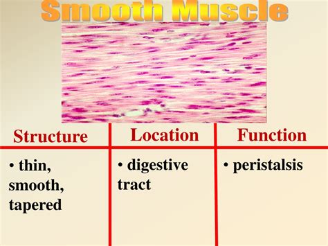 Ppt Tissues Powerpoint Presentation Free Download Id9687964