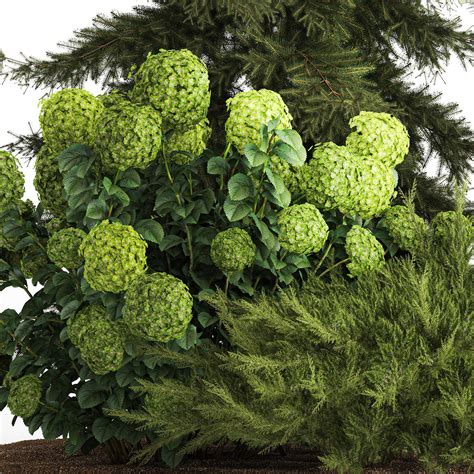 Spruce And Pine Topiary With Hydrangea Bushes For The Garden 3d Model