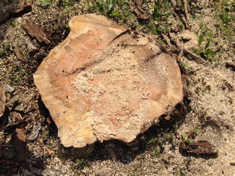 Gallery Oxford Oak Tree Surgery Aylesbury Tree Surgeon Covering