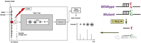 分子检测丨massarray技术介绍分子检测技术质谱核酸基因型 健康界
