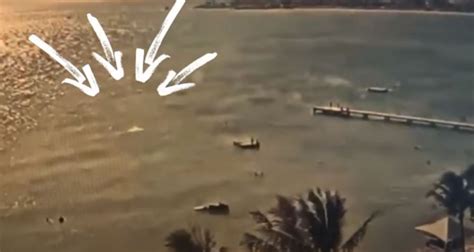 Нова Каледонија Ајкула усмрти 59 годишен маж Сител Телевизија