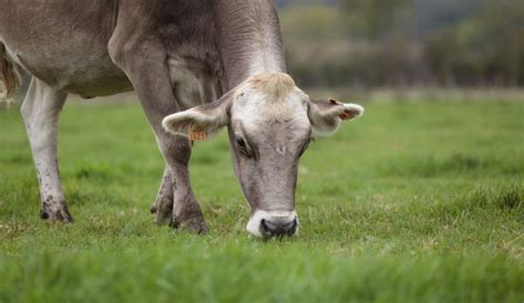 BPA Travaux de la production animale un métier au coeur de lélevage