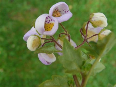 Jovellana Punctata