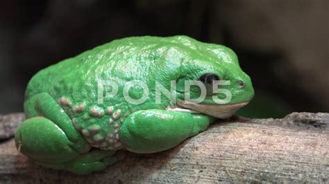 Mexican Dumpy Frog