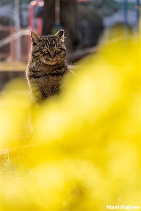 毎日が猫曜日 公園の黄色い花と