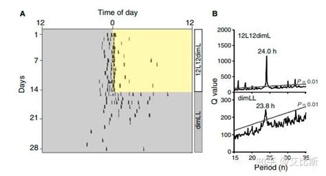 公鸡为什么一到天亮就要打鸣？ 知乎