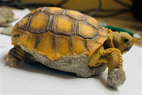 Gopher Tortoise Hatchlings