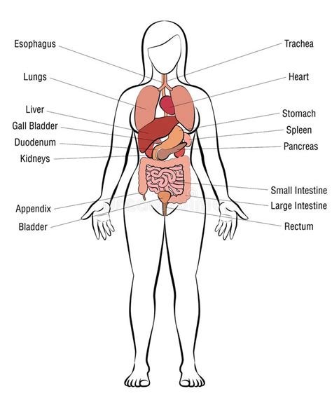 Inner Organs Human Anatomy Chart Names Stock Vector Illustration Of