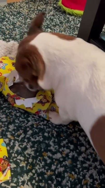 Molly Opening Her Presents For Her Birthday Youtube