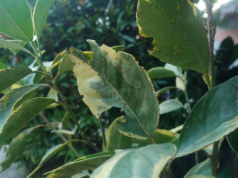 Diseases In Lime Fruits Tree Stock Image Image Of Tree Lime 285689147