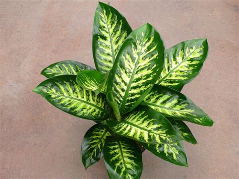 나를 보호하기 위해 긋는 선디펜바키아dieffenbachia 생생비즈