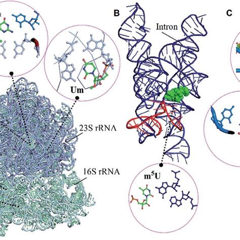 Modified Motifs Found In The A Ribosomal Rna B Group I Intron Exon Download Scientific
