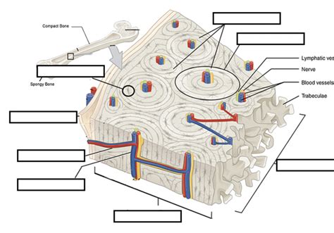 Bone Diagram Diagram Quizlet