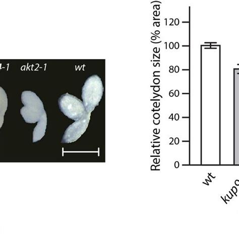 Microscopic Analysis Of T Dna Insertion Mutants A Differences In