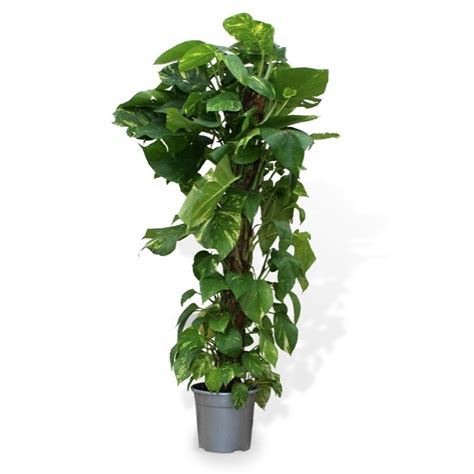 Elegir Las Mejores Plantas Para La Oficina Blog Verdecora