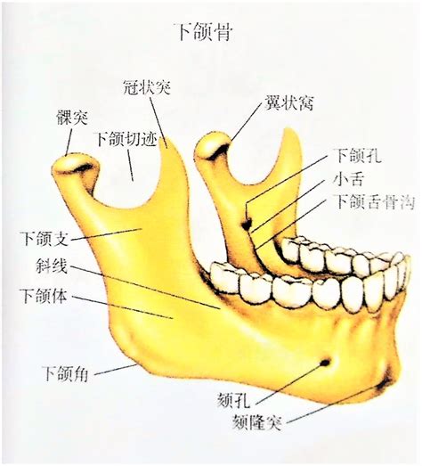 下颌骨结构图 千图网