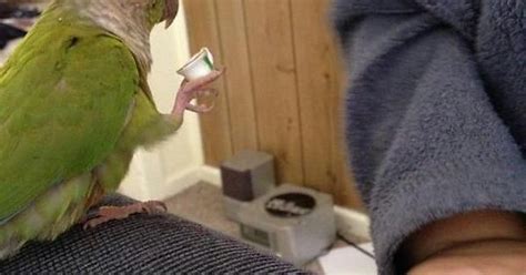 Just A Parrot Drinking Tea Imgur
