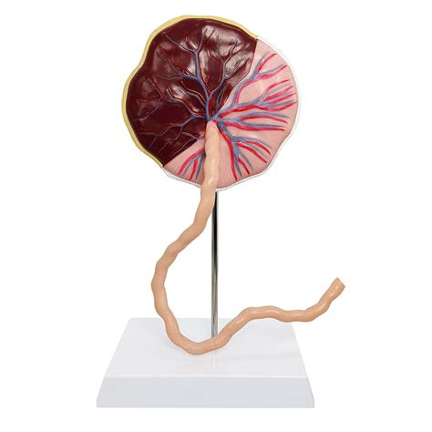 Placenta Umbilical Cord Anatomical Model Life Size Sri Lanka Ubuy