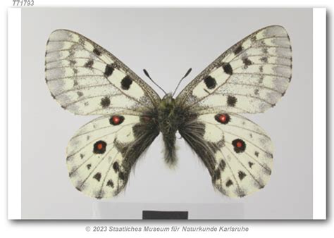 Parnassius Mercurius Jupiterius Type Specimens