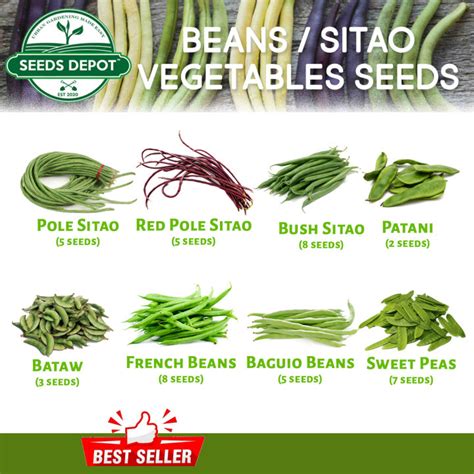 String Beans Sitao Green Beans Seeds Red Pole Sitao Bush Sitao Baguio
