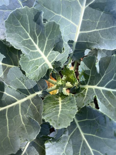 Planted Broccoli From Seedlings For The First Time This Past April But