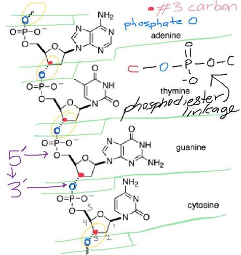 Deoxyribose Phosphate