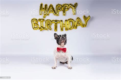 흰색 배경에 생일 풍선과 함께 생일을 축하하는 빨간 나비 넥타이와 젊은 프랑스 불독 강아지 어린 동물에 대한 스톡 사진 및 기타