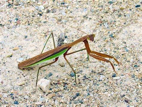 Praying Mantis Printable Wall Art Etsy