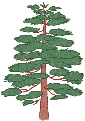 Sparse Pine Usagi Shima Wiki Fandom