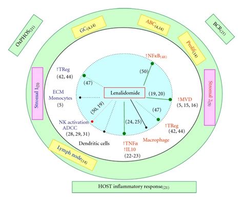 Biological Effects Of Lenalidomide Colored Insets Show The Main
