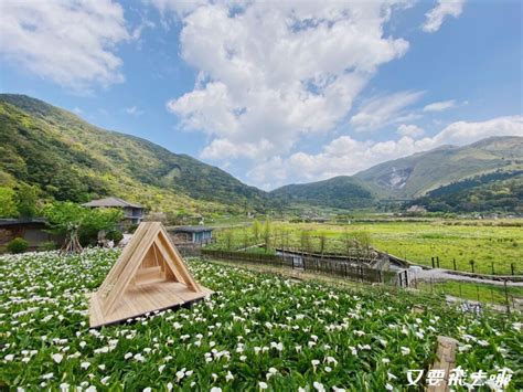 台北陽明山│名陽匍休閒農莊，2021海芋季打卡熱點，海芋鞦韆小木屋。來去陽明山採海芋！ 輕旅行