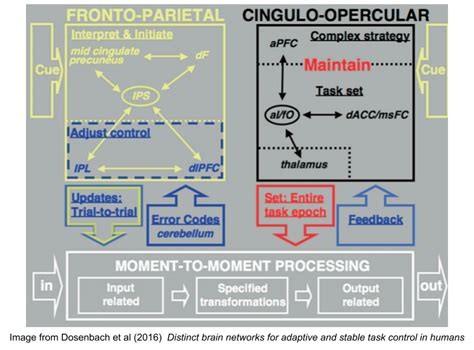 intrinsic connectivity networks fewer lacunae